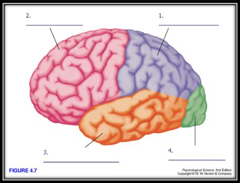Psych 202 Exam 1 Flashcards Quizlet
