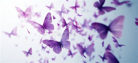 Purple Butterflies Flying In A Dreamy Atmosphere With Soft Light And
