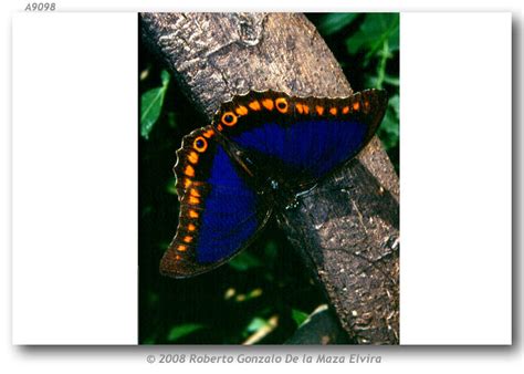 Prepona Deiphile Brooksiana Live Adults