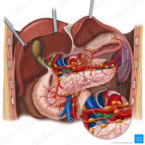 Lymph Nodes Of The Thorax And Abdomen Anatomy Kenhub