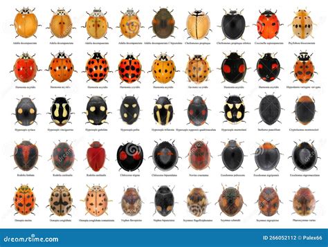 Coccinellidae