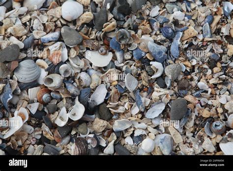 Sea Shells On The Beach Pillar Point Half Moon Bay California Usa