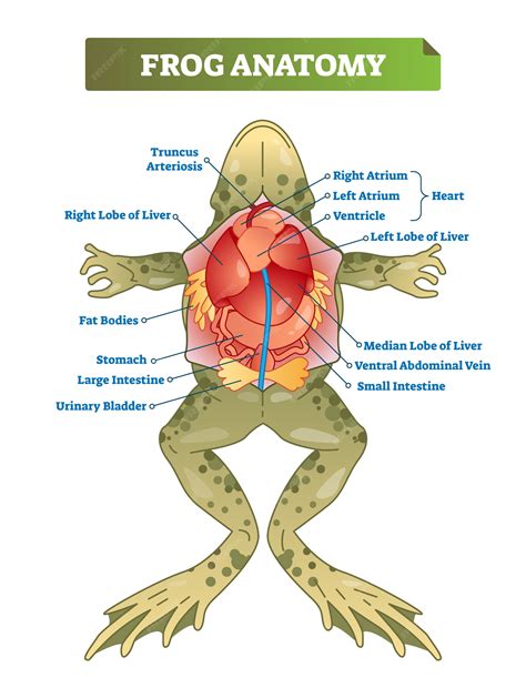 Frog Diagram