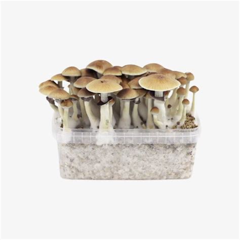 B Spore Syringe Trippingstore