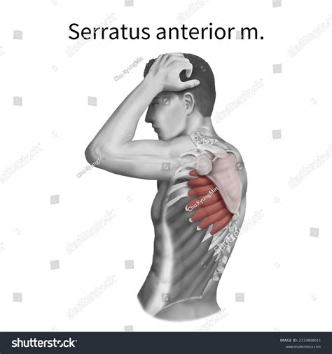 563 Imágenes De Serratus Anterior Imágenes Fotos Y Vectores De Stock