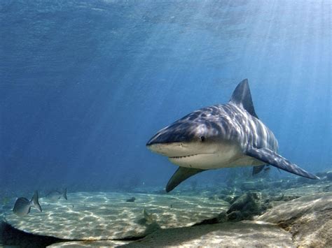 Ocean Shark Wallpapers Top Free Ocean Shark Backgrounds Wallpaperaccess