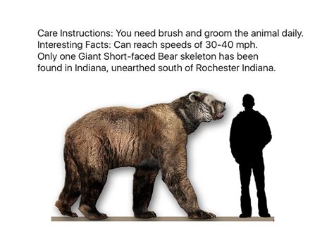 Short Faced Bear Skeleton
