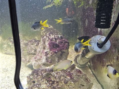 Whatcha Got In Quarantine Reef2reef