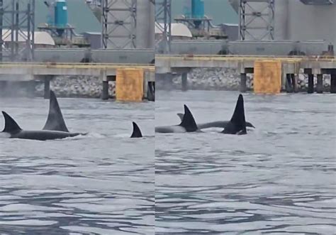 Local Woman Posts Video Of Whales In Metro Vancouver Harbour