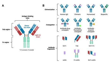 Antibodies 101 Antibody Engineering And Directed Evolution