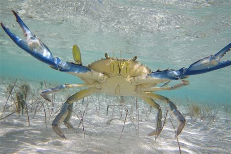 20 Best Images About Blue Crab On Pinterest Auction Babies Clothes