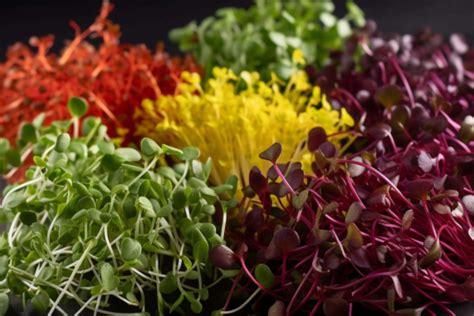 About Microgreens Guru Our Story Mission And Passion For Nutrient
