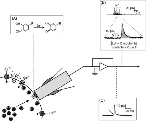Detection Of Dopamine By Amperometry Experimental Set Up For