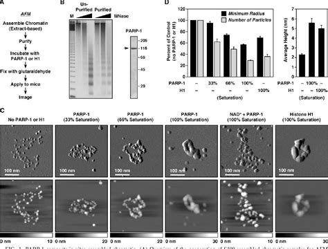 Figure 1 From The Dna Binding And Catalytic Domains Of Polyadp Ribose Polymerase 1 Cooperate