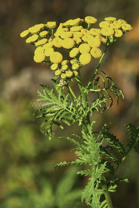 Tansy Common Flora And Fauna Of Kootenai National Wildlife Refuge · Inaturalist