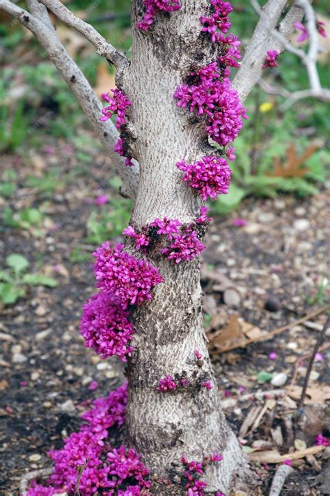 Premium Photo Close Up Of Flowers On Tree Trunk