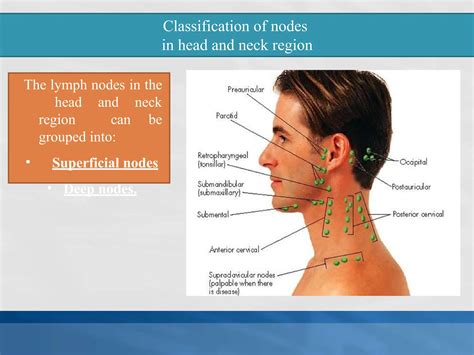 Lymph Nodes Of Head And Neck Gross Anatomy Pptx