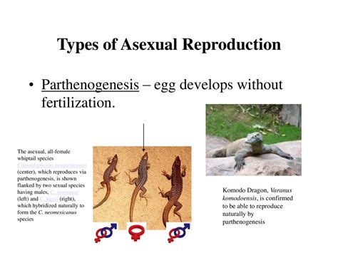 Cellular Division And Reproduction Ppt Download