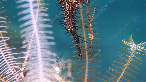 Ornate Ghost Pipefish Pair Courting Stock Video Clip K0135478
