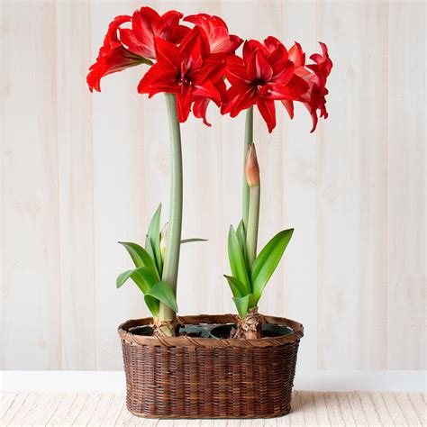 Amaryllis Double Delicious White Flower Farm