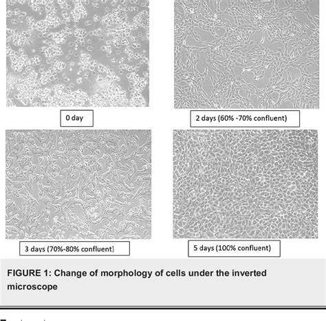 Figure 1 From Effect Of Succinamic Acid Derivative On The Growth