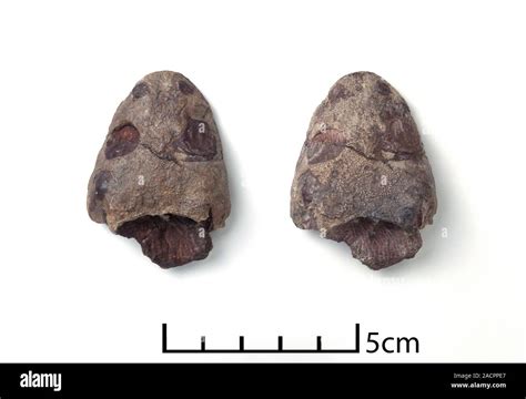 Proganochelys Quenstedti Turtle Fossil Skull This Species Was