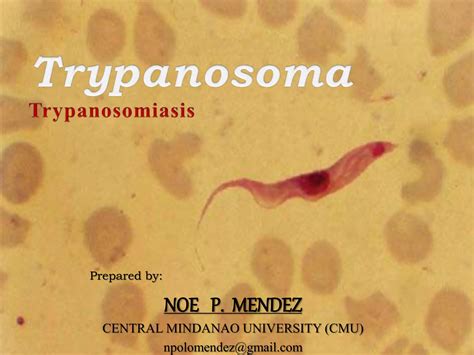 Trypanosoma Ppt