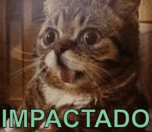 Impactado S Tenor