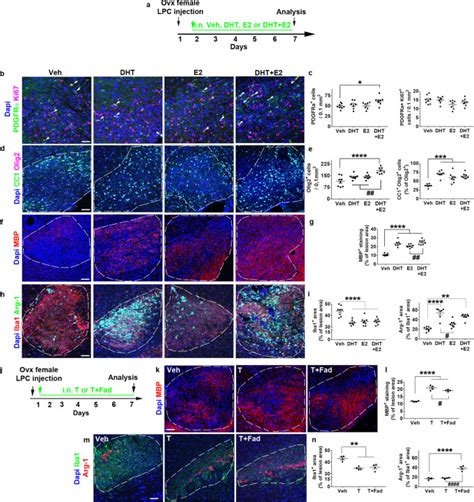 Androgens Show Sex Dependent Differences In Myelination In Immune And