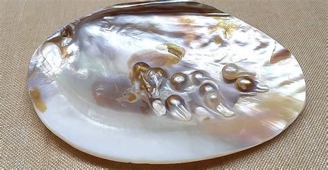 What Is Mother Of Pearl Everything You Need To Know