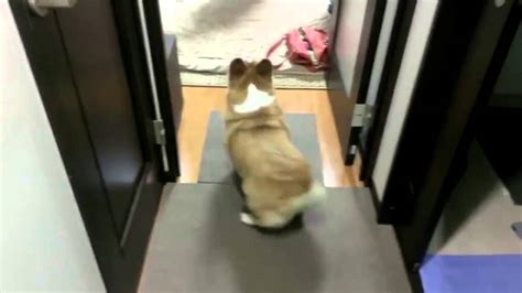 Twerking 101 Corgi Youtube