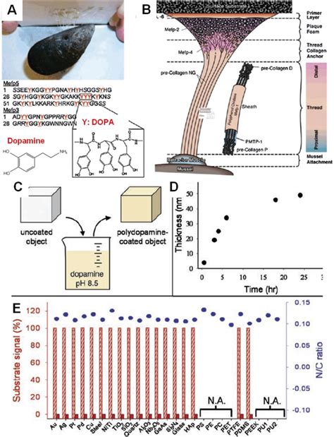 Polydopamine Assisted Surface Modification For Orthopaedic Implants