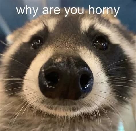 Cute Raccoon Meme