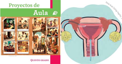 Sep Pide Maquetas Sobre Eyaculación Y Menstruación Para Alumnos De