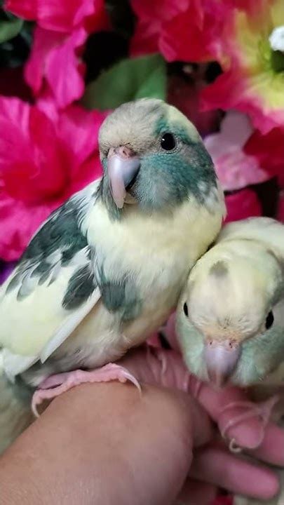 Turquoise Pied And Cinnamon Turquoise Pied Kakariki Parrots Youtube