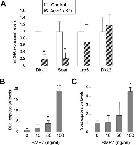 Loss Of Function Of Acvr1 In Osteoblasts Increases Bone Mass And Activates Canonical Wnt