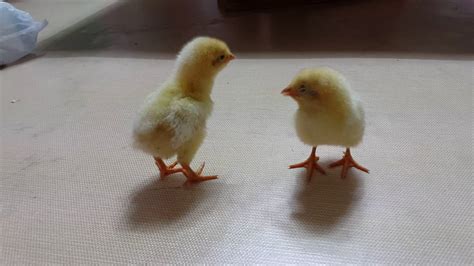 병아리 삐약 삐약 Youtube