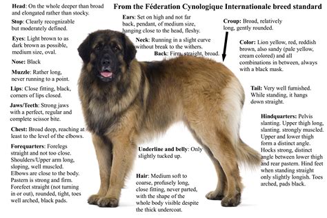 Leonberger Size And Weight