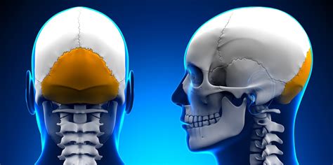 Occipital Bone The Definitive Guide