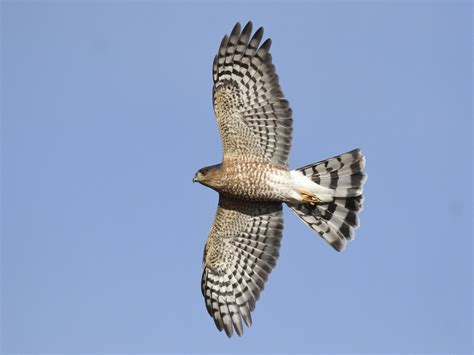 Sharp Shinned Hawk Accipiter Striatus Birds Of The World