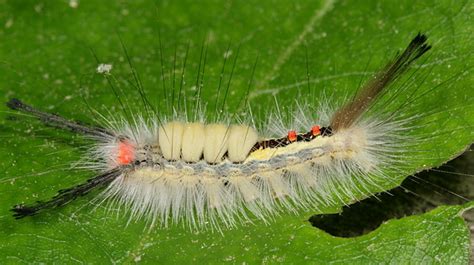 Tussock Moth Caterpillars A Gallery On Flickr