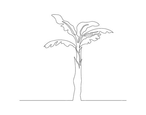 Premium Vector Continuous Line Drawing Of Banana Tree One Line Of