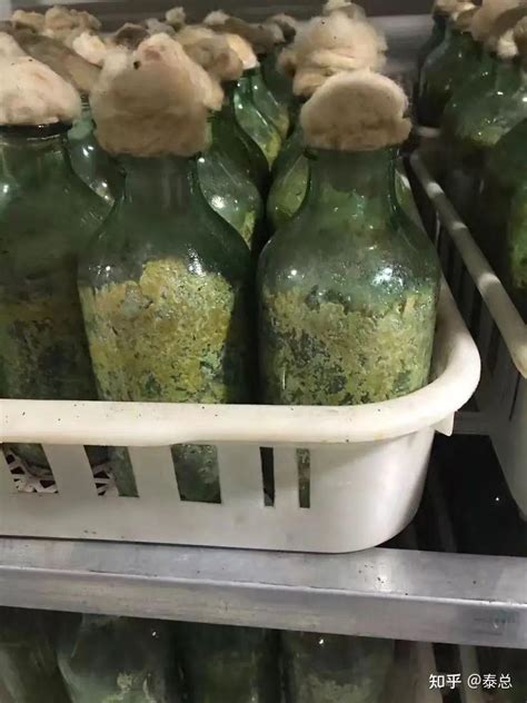 羊肚菌原种培养料的配方和生产注意事项 知乎