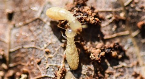 Termite Bonds And Termite Contracts Whats Better