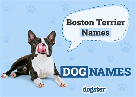 150 Boston Terrier Names Unique And Popular Male And Female Ideas Dogster