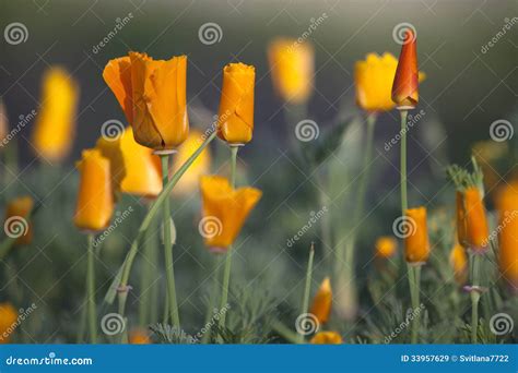 California Golden Poppy Stock Image Image Of Garden 33957629