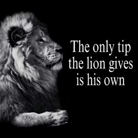 The Lion Memes 19 Times The Lion Did Not Concern Himself