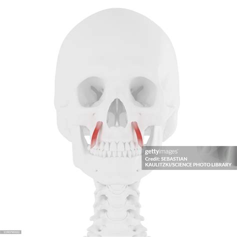 Levator Anguli Oris Muscle Illustration High Res Vector Graphic Getty Images
