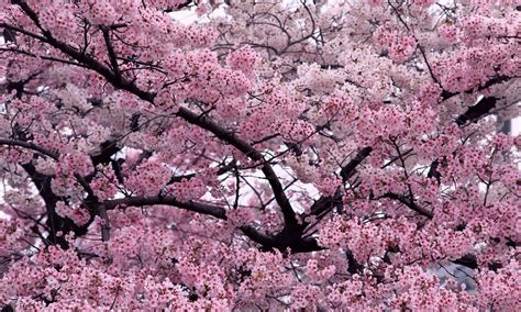 Pink Cherry Blossom Tree Wallpapers Top Free Pink Cherry Blossom Tree Backgrounds