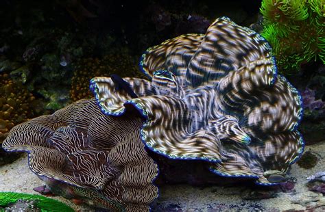 Build Thread Lasses Dream Build Page 99 Reef2reef Saltwater And